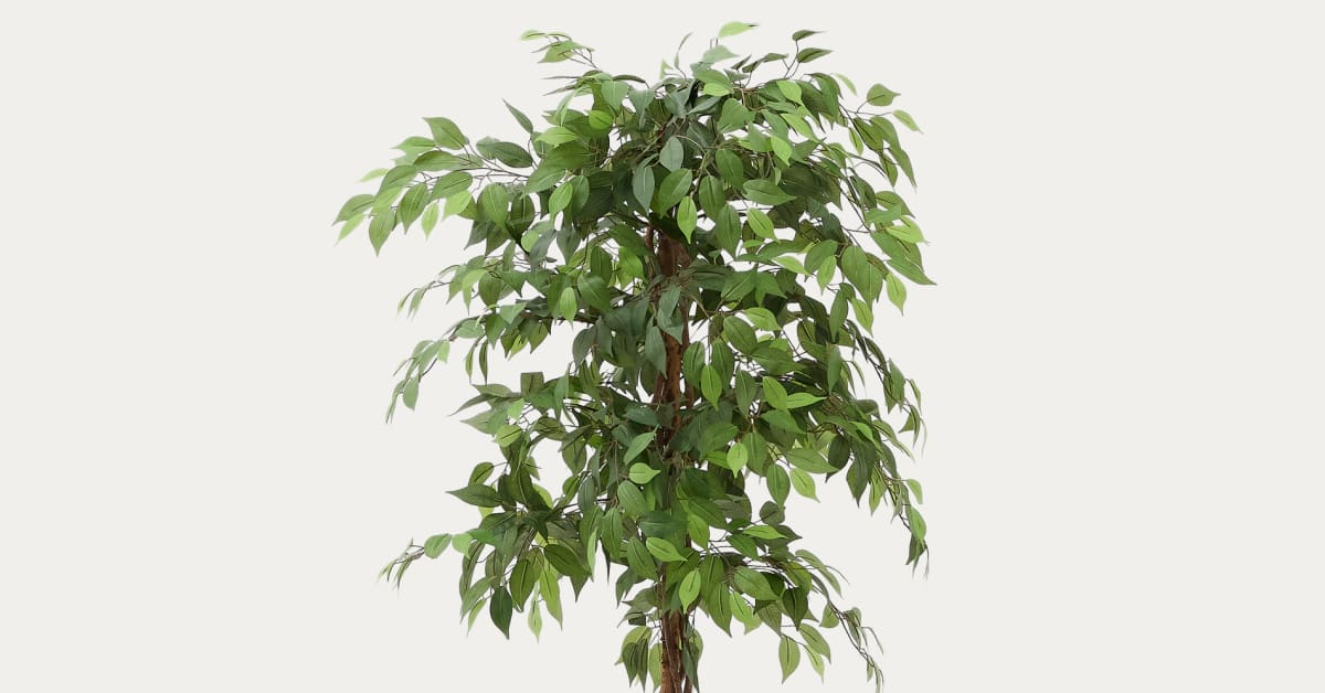 Artificial Ficus tree in black pot 180 cm | Kave Home International
